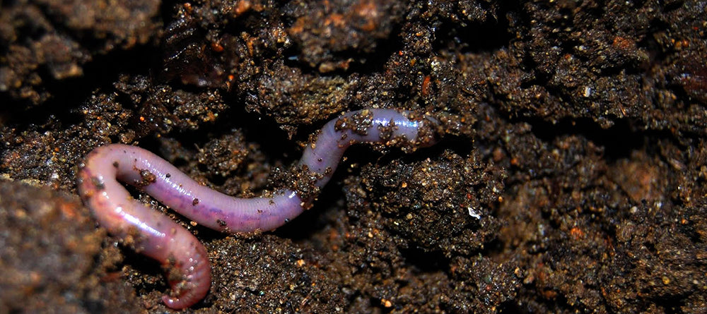 De bodem: het ABC van moestuin grond Moestuinweetjes.com